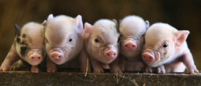 Welcome to Might Piggies Home – Might Piglets Home