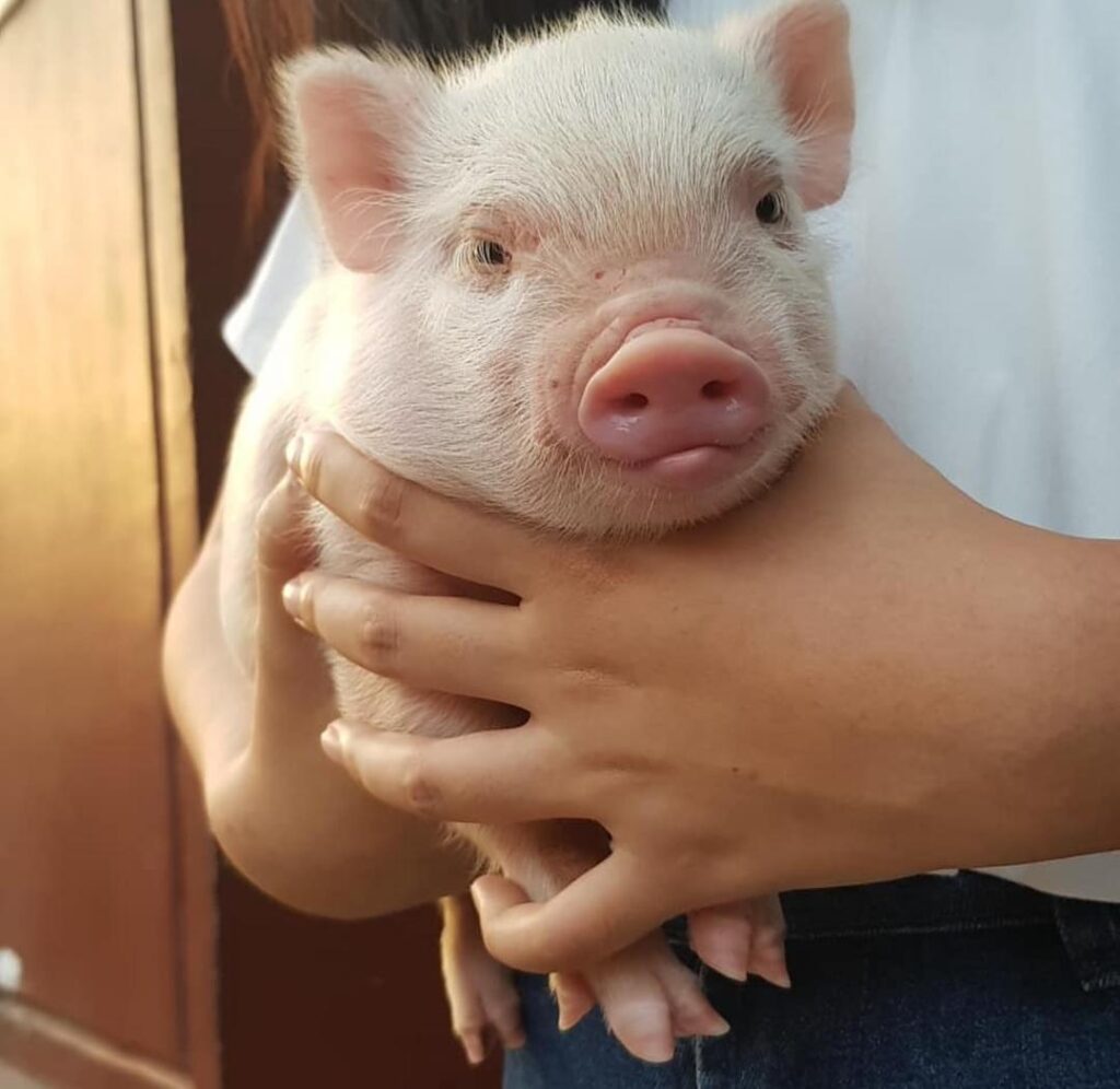 Welcome to Might Piggies Home – Might Piglets Home